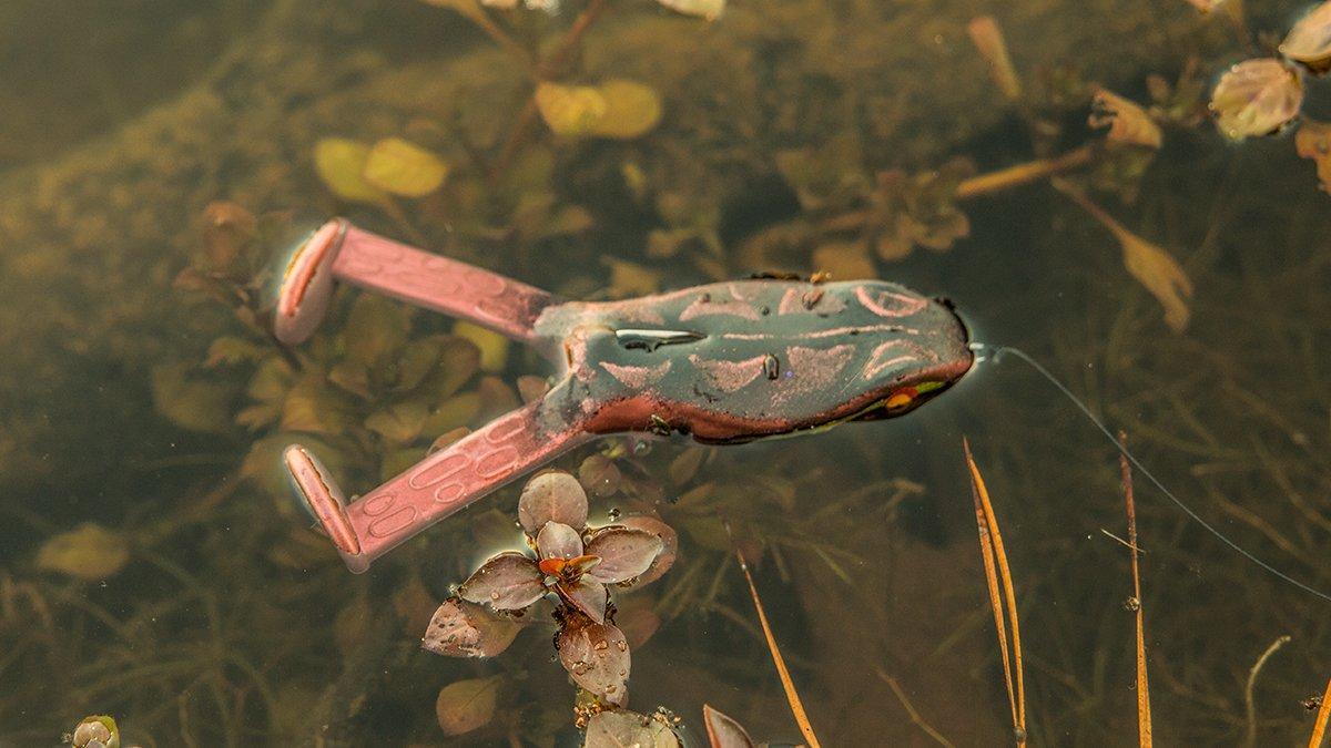Zoom Frog Review - Wired2Fish.com