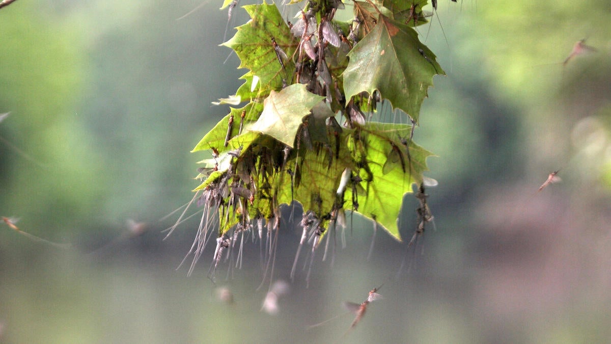 How to Catch Bass on Summer Mayfly Hatches - Wired2Fish.com