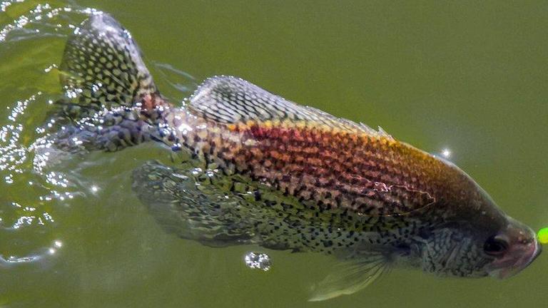 The Importance of Sound when Crappie Fishing - Wired2Fish.com