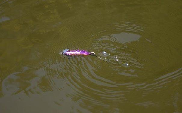 A Weedless Approach to Prop Bait Fishing - Wired2Fish.com