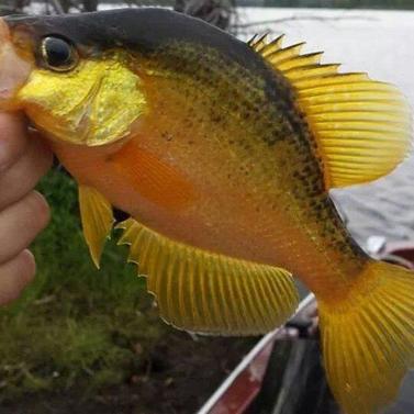 Do You Know Your Crappie? - Wired2Fish.com