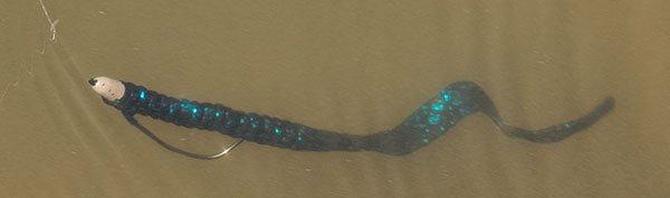 Berkley 10-inch Power Worm Review - Wired2Fish.com