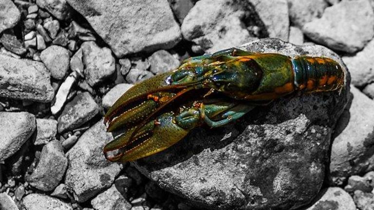 Understanding Crawfish Color Transitions for Bass Anglers - Wired2Fish.com