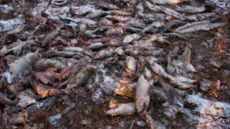 Large Wanton Waste Fish Kill Discovered on Leech L - Wired2Fish.com