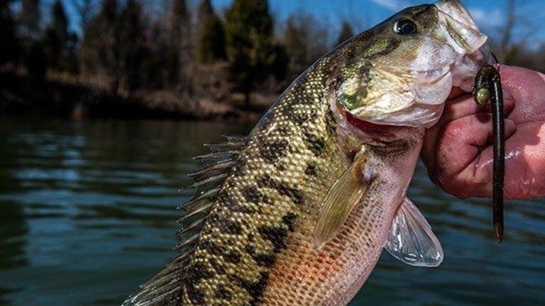 How to Finesse More Bass in Strong Current - Wired2Fish.com