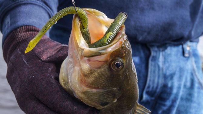 Introducing the Chicken Rig for Bass Fishing - Wired2Fish.com