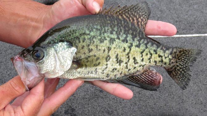 Do You Know Your Crappie? - Wired2Fish.com