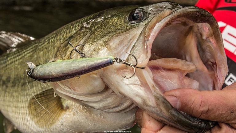 10 Lessons from Pro Anglers That Helped Our Fishing - Wired2Fish.com