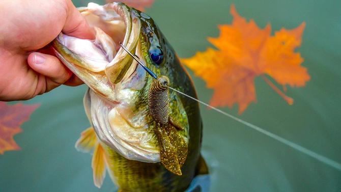 5 Soft Plastic Lures for Fall Bass Fishing - Wired2Fish.com