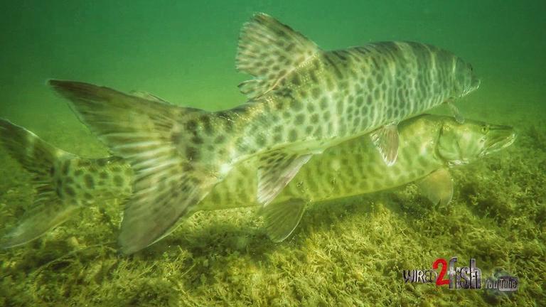 Woman Attacked by Big Musky - Wired2Fish.com