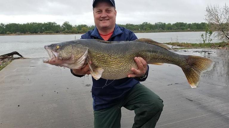 Angler Catches North Dakota State Record Walleye - Wired2Fish.com Angler Catches North Dakota State Record Walleye - Wired2Fish.com