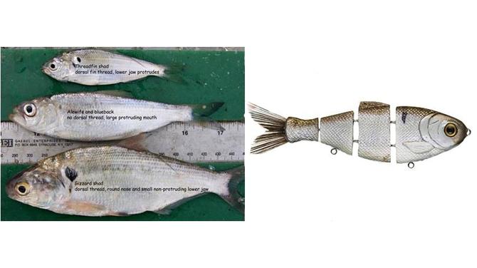 6 Unique Forage Options for Bass Fishing - Wired2Fish.com