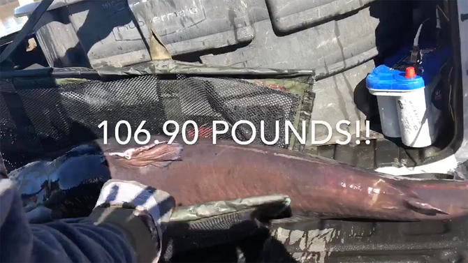 Man Breaks Kentucky Blue Catfish State Record - Wired2Fish.com