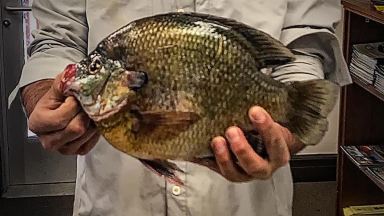 New Colorado State Record Bluegill Caught - Wired2Fish.com