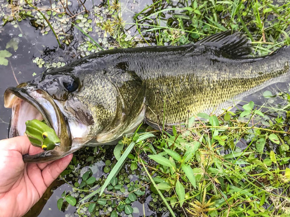 3 Easy Ways to Shore Up Your Bank Fishing Game - Wired2Fish.com