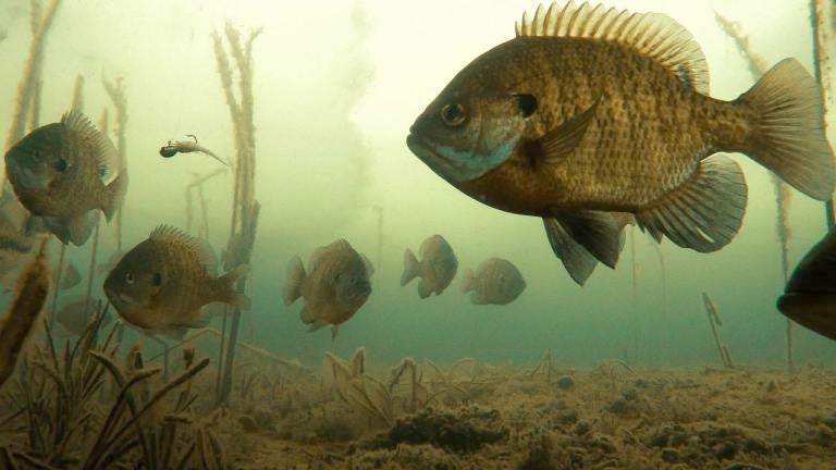 How to Catch Fall Bluegills on Jigs and Plastics - Wired2Fish.com