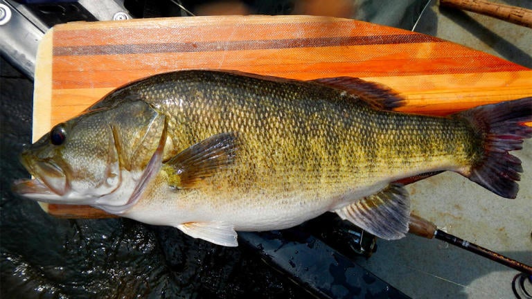 Florida FWC Moves to Protect Shoal Bass - Wired2Fish.com