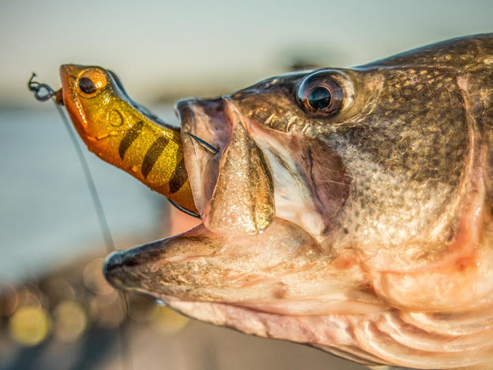 Megabass Big Gabot Frog Review - Wired2Fish.com
