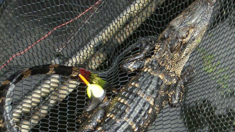 Some of the Craziest Catches While Fishing - Wired2Fish.com