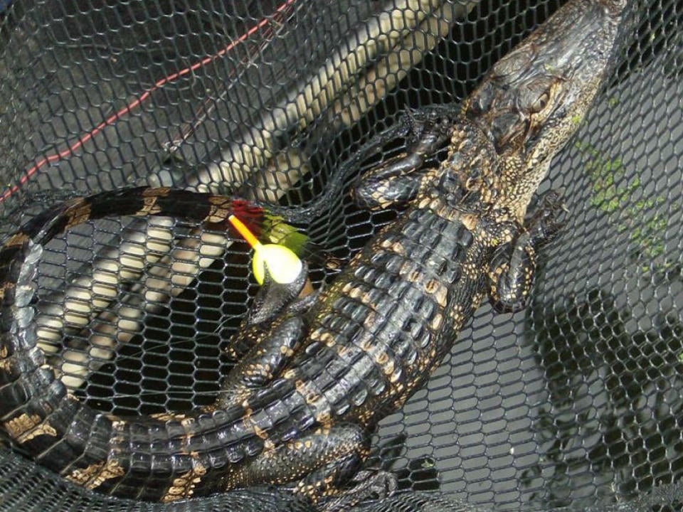 Some of the Craziest Catches While Fishing - Wired2Fish.com