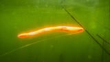 A Floating Worm for Bass Fishing | What It Looks Like Underwater ...