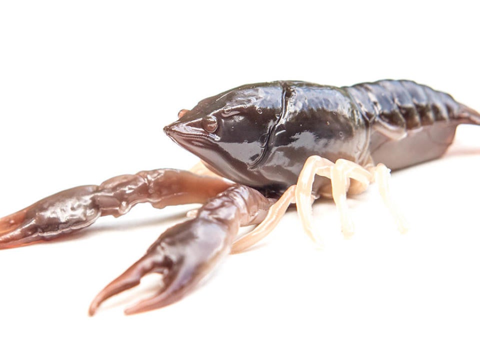 Tackle HD Hi-Def Craw Review - Wired2Fish.com