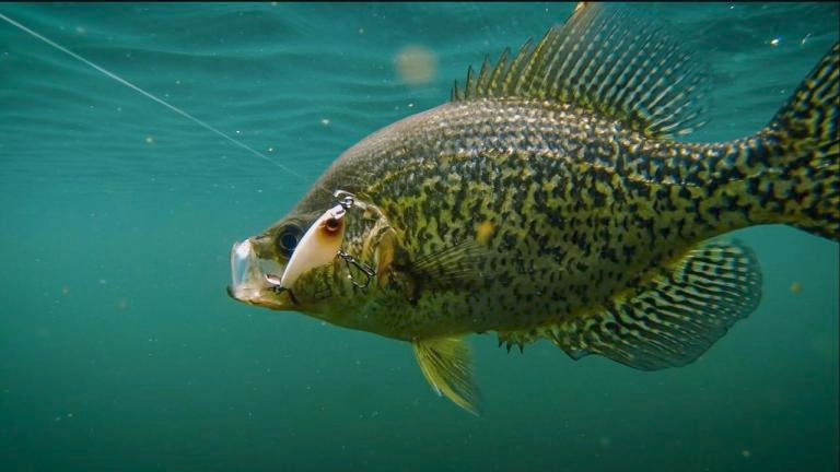 Fishing for Summer Crappies | What it Looks Like Underwater ...