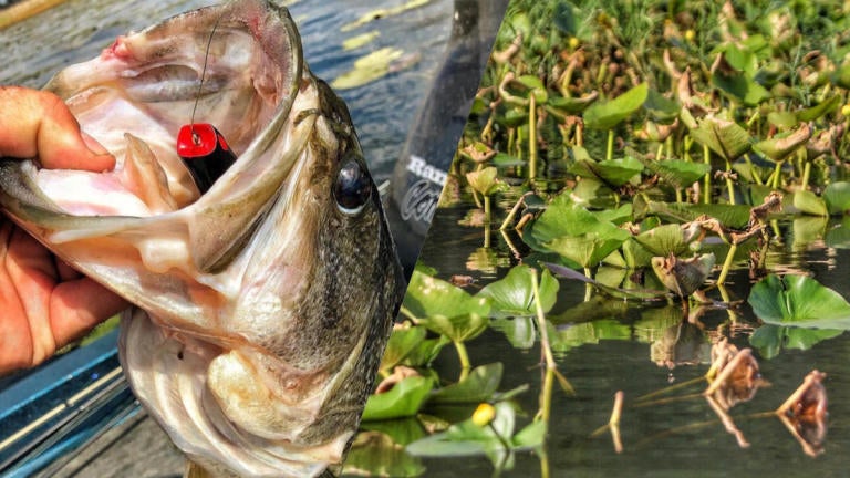 5 Best Options for Bass Fishing Lily Pads - Wired2Fish.com