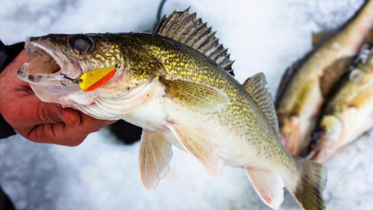 3 Tips for Ice Fishing Walleyes with Flutter Spoons - Wired2Fish.com