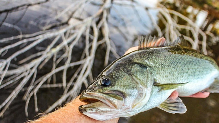 Bass Fishing Trees: There's More Than Meets the Eye - Wired2Fish.com