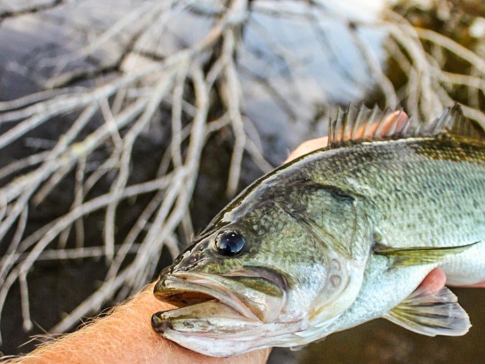 Bass Fishing Trees: There's More Than Meets the Eye - Wired2Fish.com