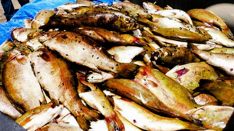 Bass Fishing Tournament Organizer Fined for Dead Bass - Wired2Fish.com